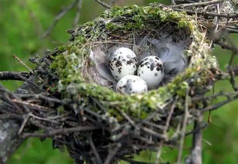 20 Birds With Speckled Eggs Bird Feeder Hub