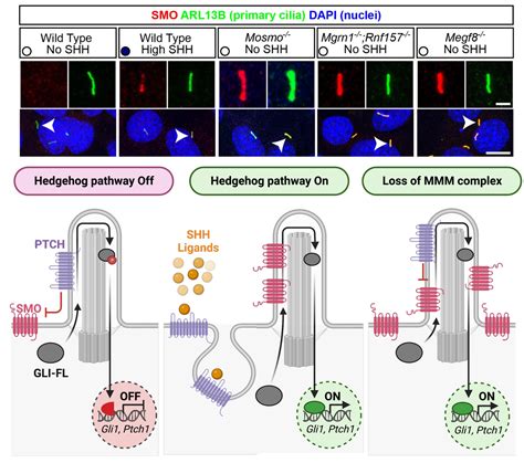 Research — Kong Lab