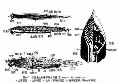 文昌鱼过肝盲囊横切图 文昌鱼横切图 大山谷图库