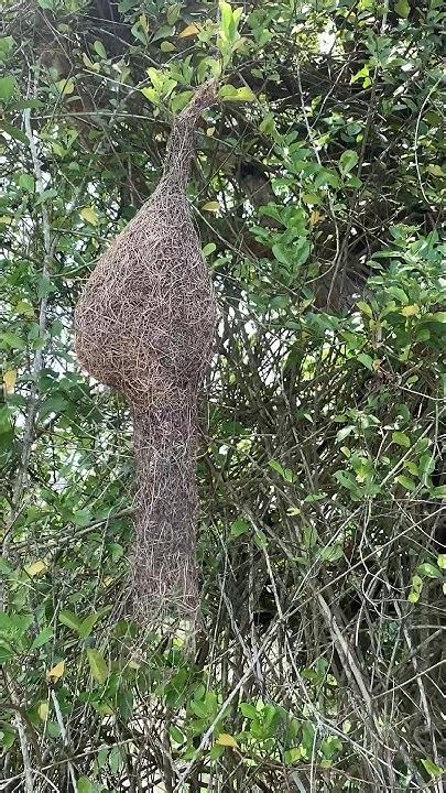 වටුකුරුලු කුඩ ️ Video Trending Youtube