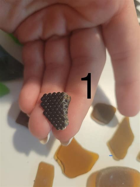 Help Identifying Fossils R Fossilid