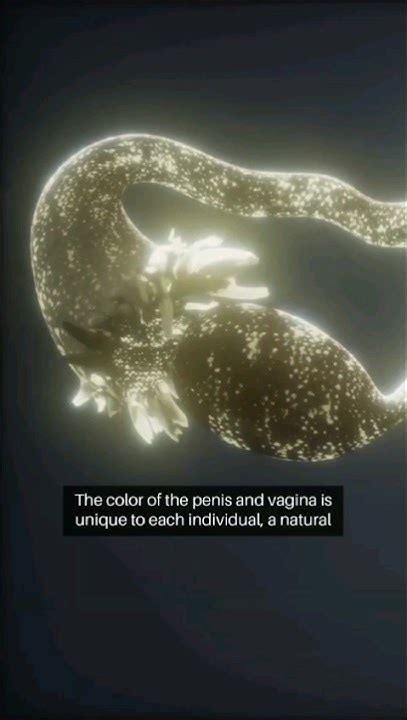 The Color Of The Penis And Vagina Is Uniquehumanbody Sex Factsinhindifactshorts Youtube