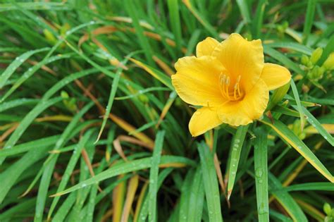 18 Varieties Of Yellow Flowering Plants