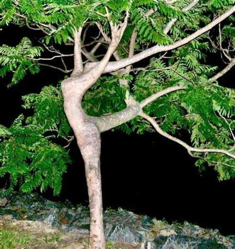 Strange Trees Growing In Strange Places 55 Pics