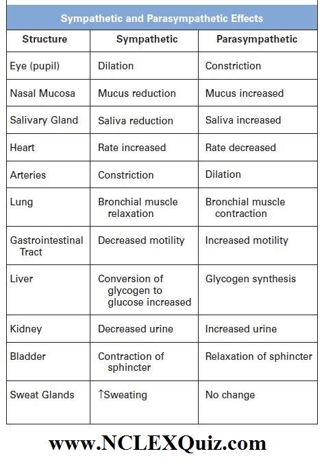 Sympathetic And Parasympathetic Effects Chart NCLEX Quiz