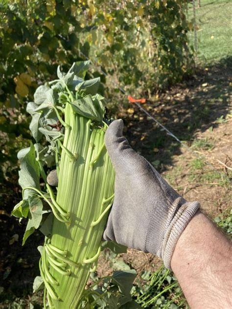 Check Out This Sweet Potato Vine Mutation Rgardening