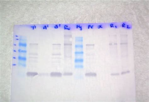 D Western Blot Analysis Of Rubisco Protein In Tobacco Cultures Grown
