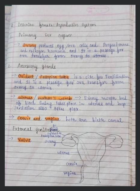 2 Describe Female Reproductive System1 Primany Sex Argane Ovary Prod