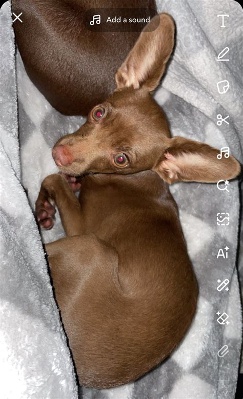 We Have These Two Tan Debs Claws And Paws Rescue Inc Facebook