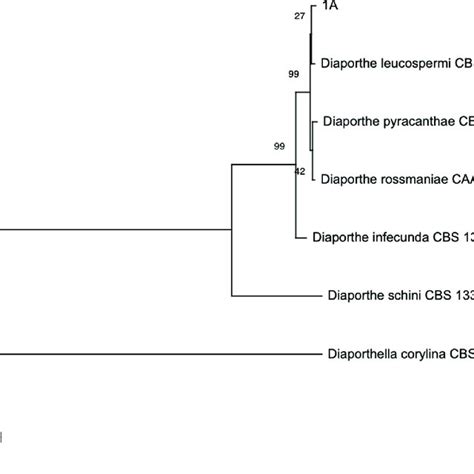 Maximum Likelihood Phylogenetic Tree Inferred From A Concatenated