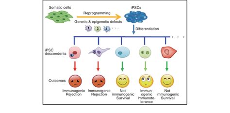 Differential Immunogenicity Of Ipsc Derivatives The Genetic And