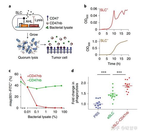 基因工程菌——可编程细菌引起持久的肿瘤消退和全身性抗肿瘤免疫 知乎