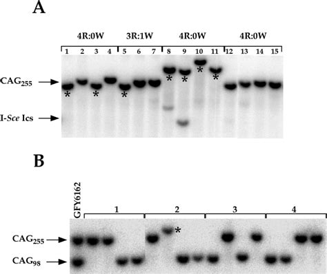 Southern Blot Analysis Of Trinucleotide Repeat Tracts After Meiotic Download Scientific Diagram