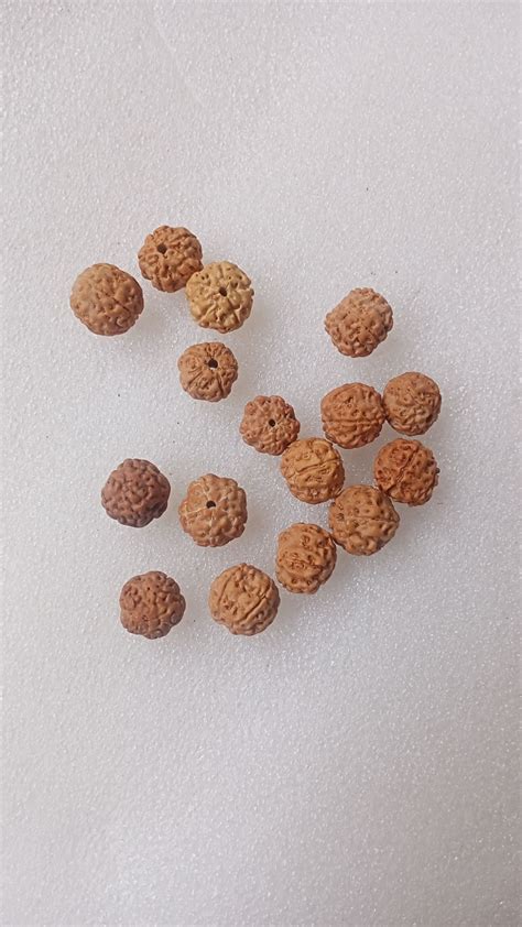 Biji Jenitri Asli Lazada Indonesia