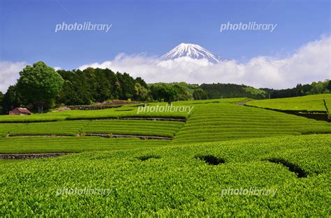 Photolibrary