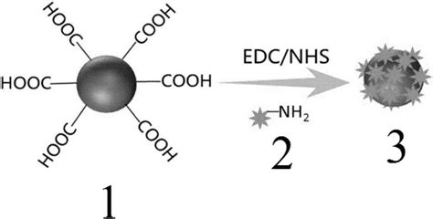 Sensitive Probe As Well As Preparation Method And Method For Detecting Salmonella Enteritidis By