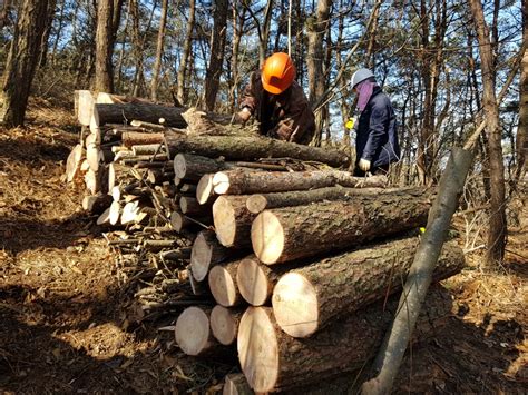 함안소식 ‘소나무재선충병방제사업 본격 추진