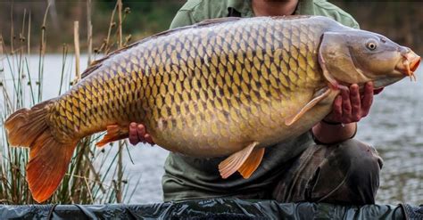 Huge Grass Carp