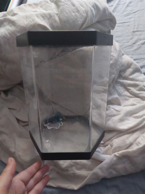 Overview For Mushroomfaeri