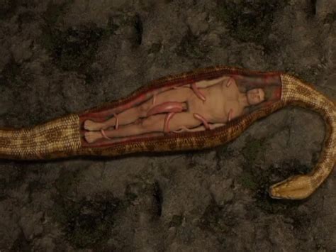 Guy Gets Eaten By Snake