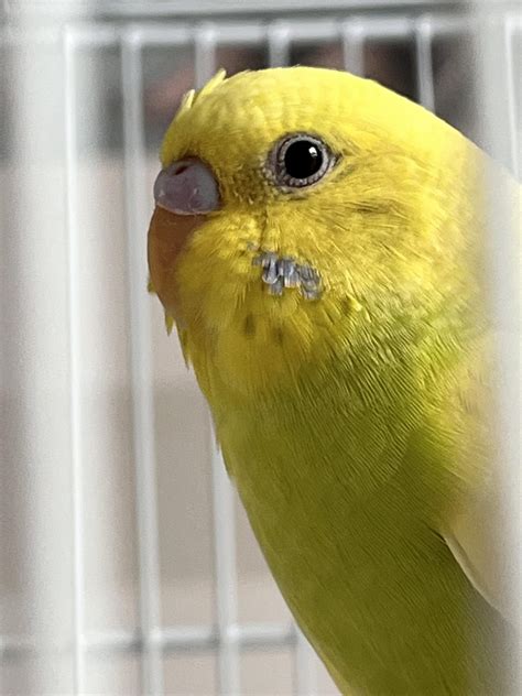 What Is My Birds Sex R Budgies
