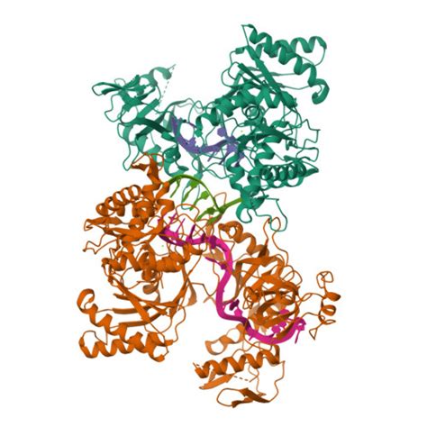 Rcsb Pdb 8xih Protein Dna Complex