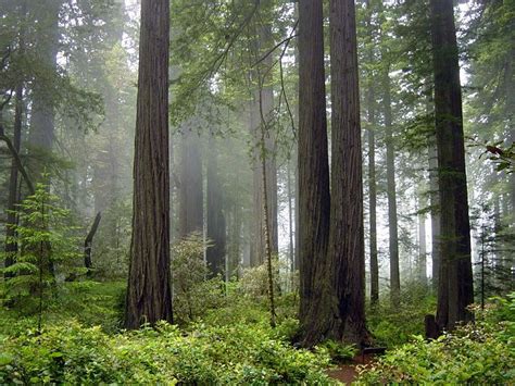 Star Wars Endor The Forest Moon Home Of The Ewoks Zanitys Website