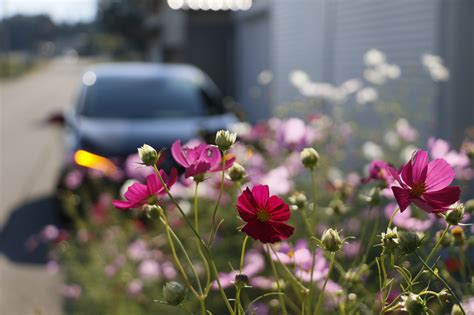路傍の秋桜 りんちゅうの写真日記