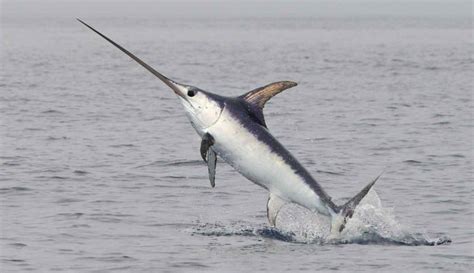 Swordfish Xiphias Gladius Adriaticnature