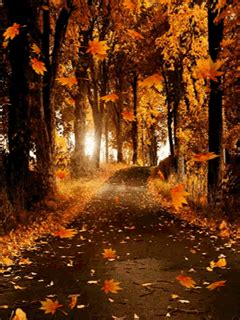Fall Leaves Falling 
