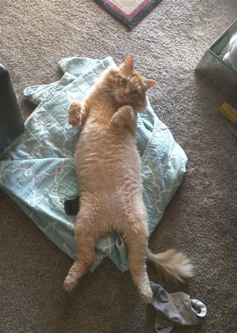 My Best Friend Crossed The Rainbow Bridge On Thursday Give Your Kitties Hugs In Memory Of