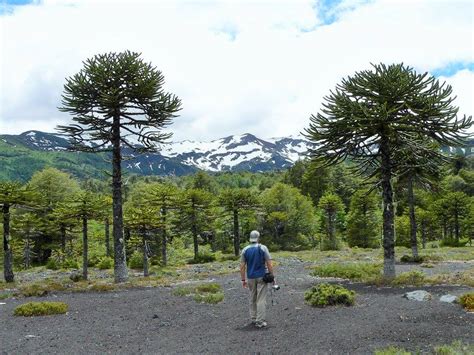 Chile Conguillio National Park Travel2unlimited