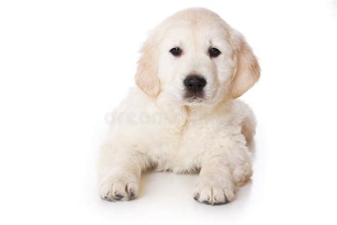 金黄小狗猎犬 库存图片 图片 包括有 纵向 朋友 食肉动物 敌意 伴随 幼崽 空白 猎犬 背包 5676283