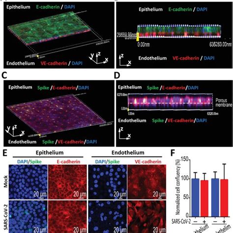 Characterization Of Infection And Replication Of Sars‐cov‐2 In Human