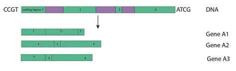 Predicting Gene Expression With Machine Learning