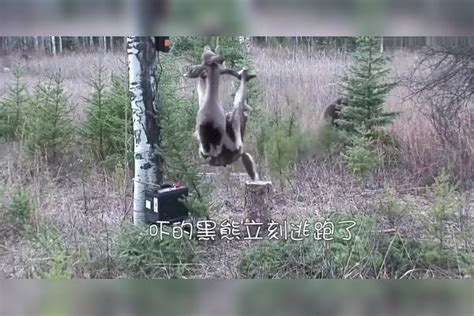 狗狗逮到一只电鳗，上去就是一口，谁知被电的怀疑狗生电鳗狗狗