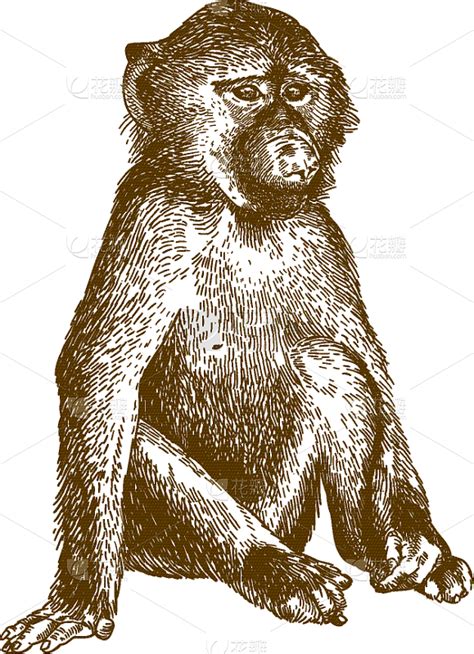 雕刻图像 狒狒 幼兽 猴子 野生动物 灵长目 阿拉伯狒狒 猿 脊椎动物 哺乳纲