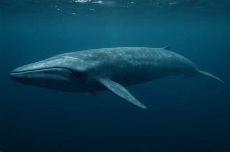 Blue Whale The Oceans Gentle Giant