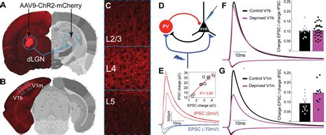 Figures And Data In Sensory Experience Inversely Regulates Feedforward