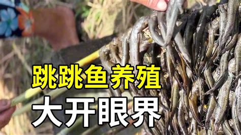 弹涂鱼的秘密，让人流口水的美味，养殖过程大开眼界 妖哥新视野 妖哥新视野 哔哩哔哩视频