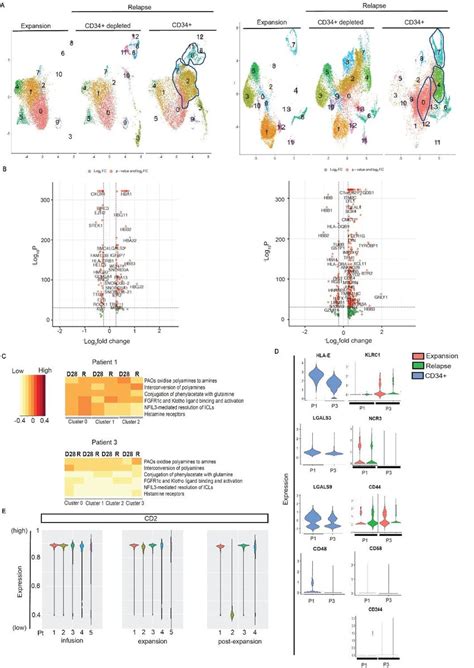 Single Cell Rna Sequencing Analysis Of Cd34 Enriched Subset Of Cells Download Scientific