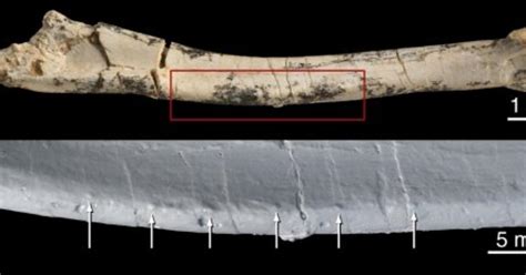 Velociraptor Fossil Feathers