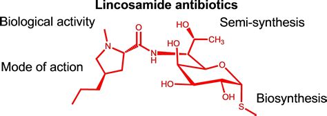 Lincosamide Antibiotics Structure Activity And Biosynthesis Mori