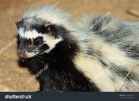African Polecat
