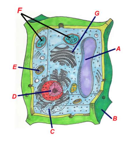Test 1 Diagram 2 Diagram Quizlet