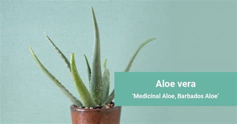Aloe Vera How To Grow And Care For Medicinal Aloe Barbados Aloe