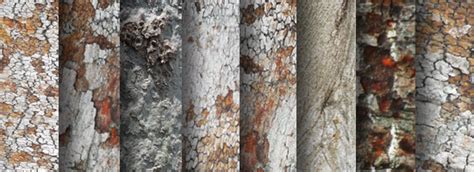 Tree Trunk Texture Set Yvelle Design Eye