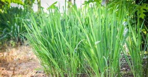 Lemongrass Companion Plants