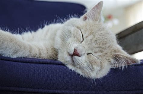 Cute Cat Sleeping On Sofa Stock Image Image Of Relax 84894309