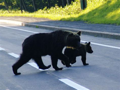 熊谷さん体験談 4 ヒグマ研究室